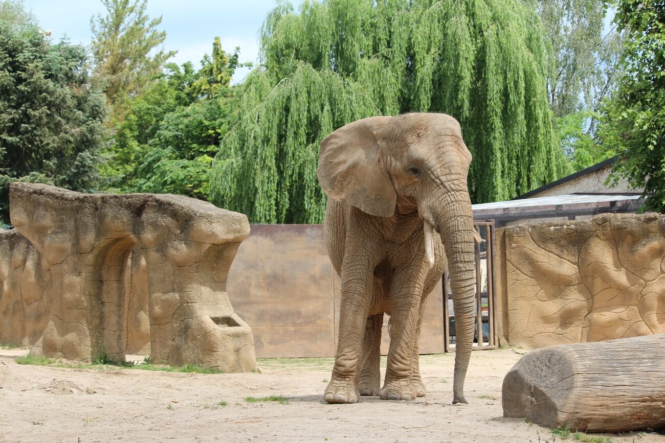 Safari Czechy? ZOO Dvur Kralove zaprasza! Bilety, informacje